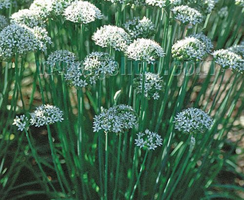 Allium tuberosum chinese bieslook | Bruckeveld