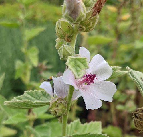Althaea officinalis heemst | Bruckeveld