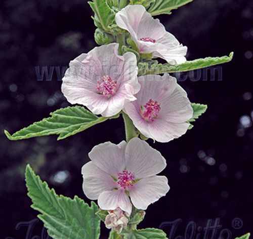 Althaea officinalis heemst | Bruckeveld