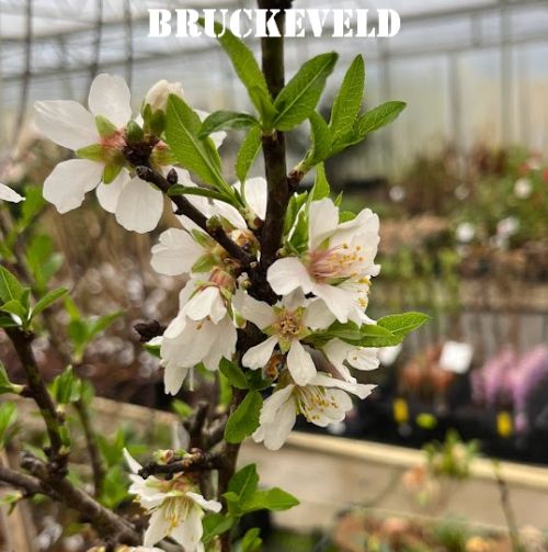 AMANDEL Prunus dulcis 'Robijn' | Bruckeveld