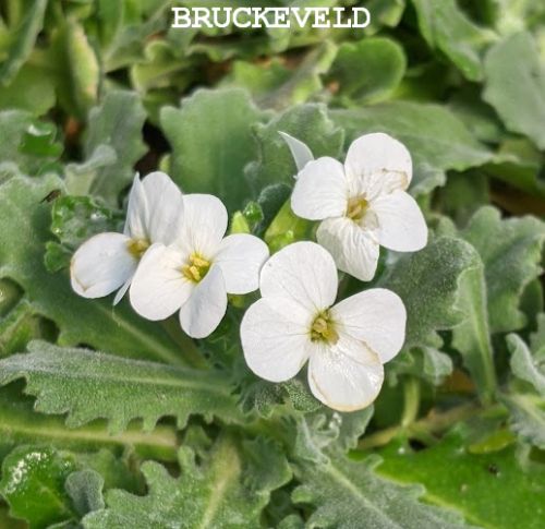 Arabis caucasica 'Snowcap' | Bruckeveld
