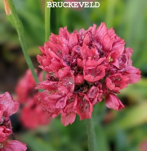 Armeria pseudoarmeria 'Ballerina Red' | Bruckeveld