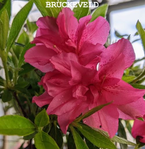 Azalea japonica 'Rosa King' | Bruckeveld