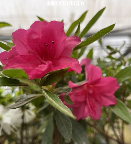 Azalea japonica 'Rosa King' | Bruckeveld