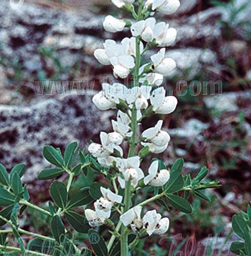 Baptisia australis 'Alba' | Bruckeveld