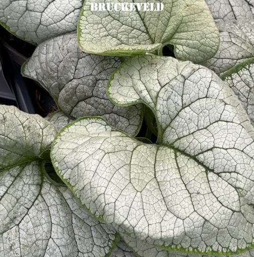 Brunnera macrophylla 'Silver Heart' | Bruckeveld
