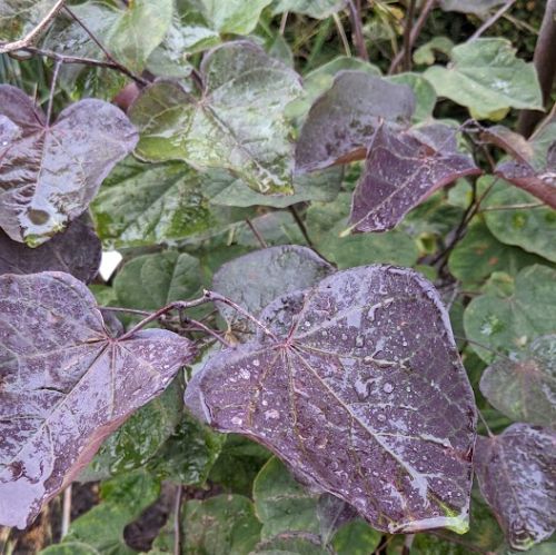 Cercis can.' Forest Pancy' | Bruckeveld