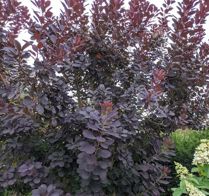 Cotinus cog. 'Royal Purple' | Bruckeveld