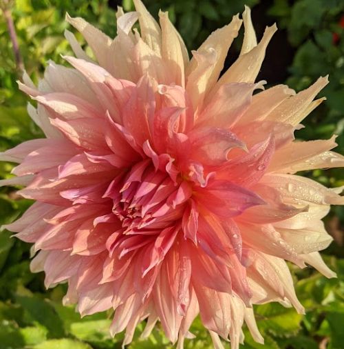 Dahlia 'Fairway Spur' | Bruckeveld