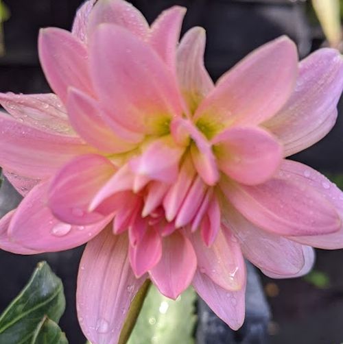 Dahlia 'Gerrie Hoek' | Bruckeveld