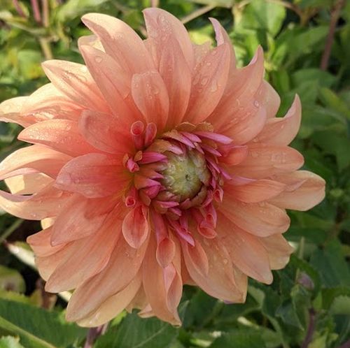 Dahlia 'Hercules' | Bruckeveld