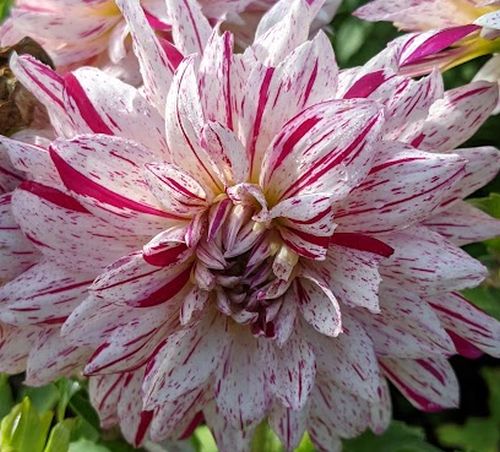 Dahlia 'Striped Emory Paul' | Bruckeveld