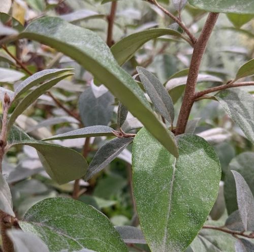 Elaeagnus 'Quicksilver' ® | Bruckeveld