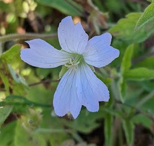 Geranium endressii 'Trevor Bath' | Bruckeveld