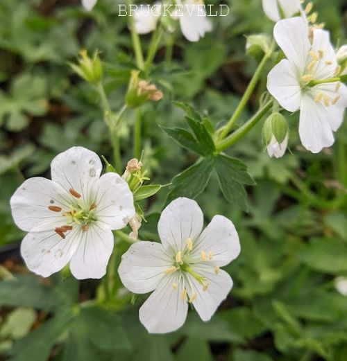 Geranium maculatum 'Album' | Bruckeveld