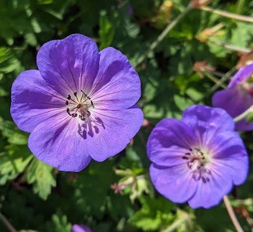 Geranium ROZANNE ® (='Gerwat' PBR) | Bruckeveld