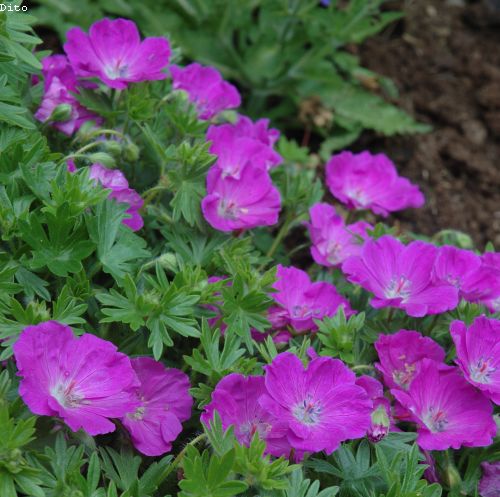 Geranium sanguineum 'Max Frei' | Bruckeveld