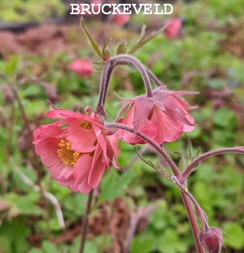 Geum 'Bell Bank' | Bruckeveld