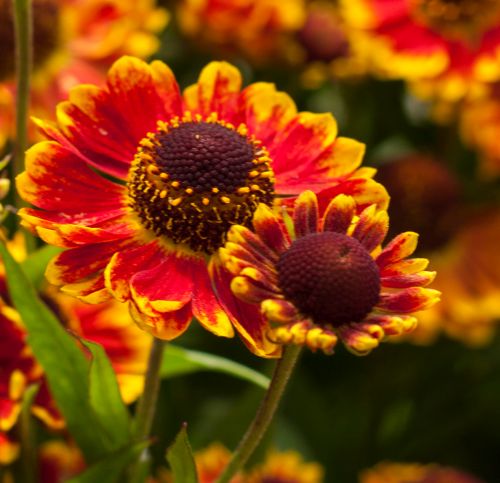 Helenium 'Fuego' PBR | Bruckeveld