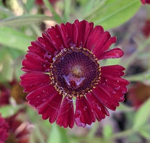 Helenium 'Hot Lava' | Bruckeveld
