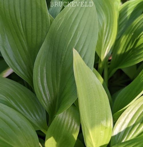 Hosta clausa var. normalis | Bruckeveld