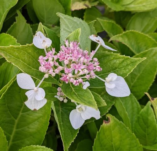 Hydrangea mac. 'Lanarth White' (schermv | Bruckeveld