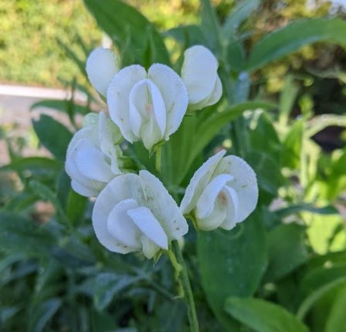 Lathyrus latifolius 'White Pearl' | Bruckeveld