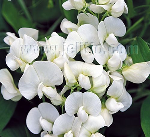 Lathyrus Latifolius White Pearl