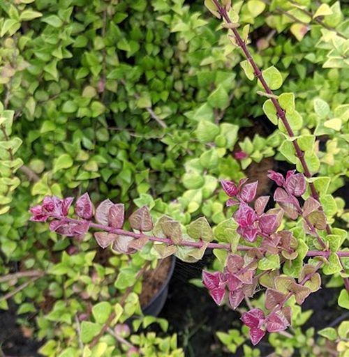Lonicera nitida 'Red Tips' | Bruckeveld