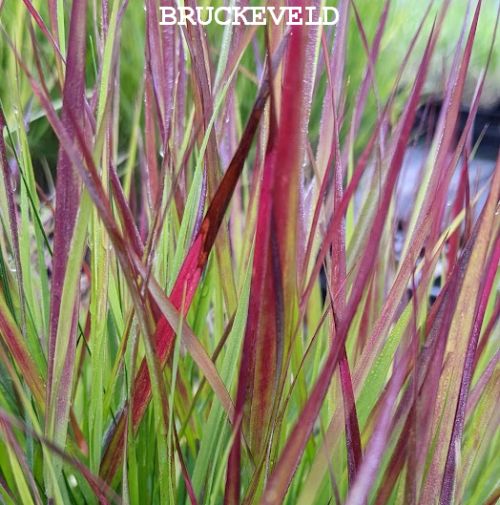 Panicum virgatum 'Cheyenne Sky' | Bruckeveld