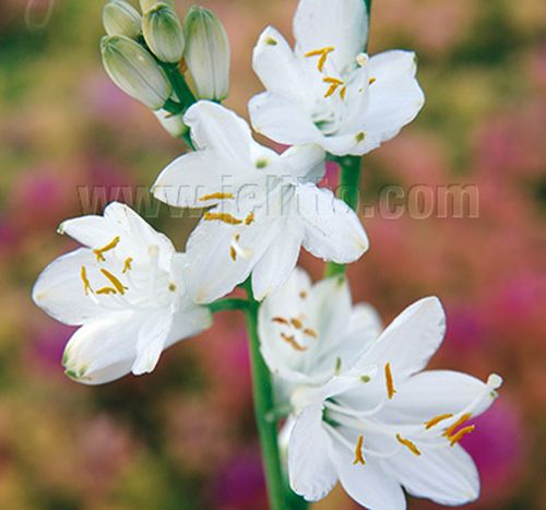 Paradisea lusitanica | Bruckeveld