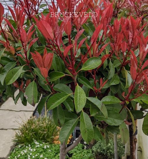 Photinia fraseri 'Red Robin' stam | Bruckeveld