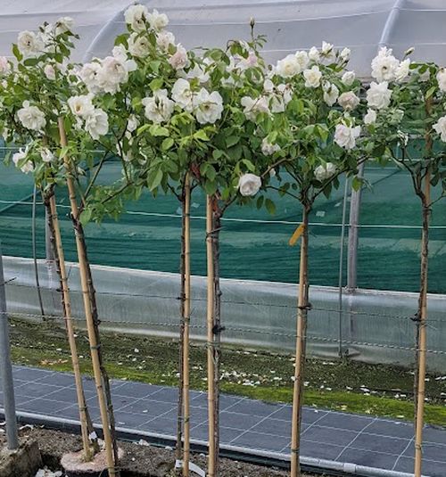 Rosa (stamroos) 'Schneewittchen' ® | Bruckeveld