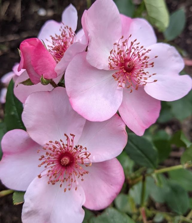 Rosa (H) ' Sweet Pretty' ® (Astronomia) | Bruckeveld