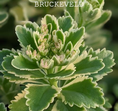 Sedum tak. 'Atlantis' | Bruckeveld