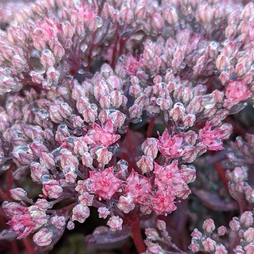 Sedum 'Sunsparkler Dazzleberry' PBR | Bruckeveld
