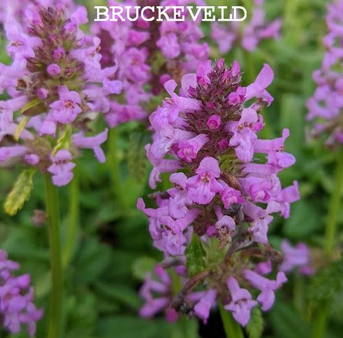 Stachys officinalis 'Ukkie' | Bruckeveld