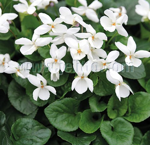 Viola odorata 'Alba' (Royal Wedding) | Bruckeveld