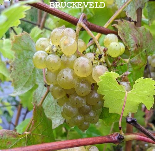 Vitis 'Chasselas de Fontainebleau' | Bruckeveld