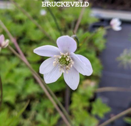 Anemone rivularis | Bruckeveld