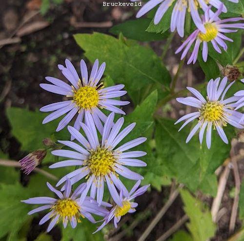 Aster ageratoides 'Asran' | Bruckeveld
