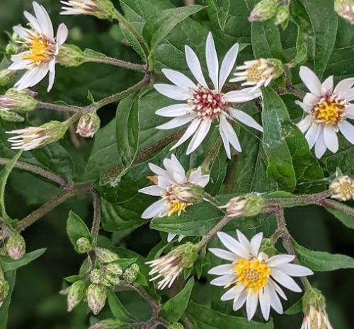 Aster divaricatus (Eurybia divaricata) | Bruckeveld