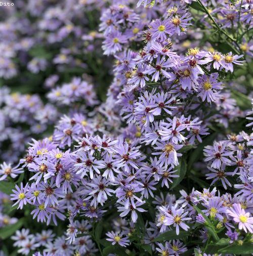 Aster cordifolius 'Little Carlow' | Bruckeveld