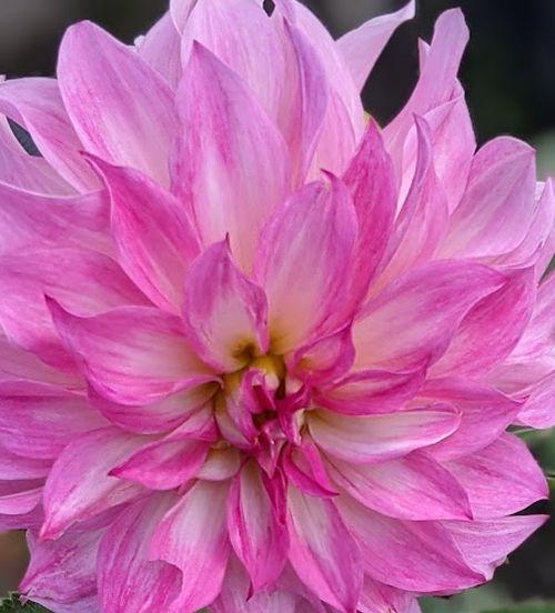 Dahlia 'Colorado Classic' | Bruckeveld