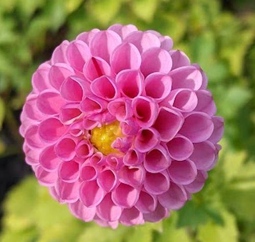 Dahlia 'Zippity Do Da' | Bruckeveld