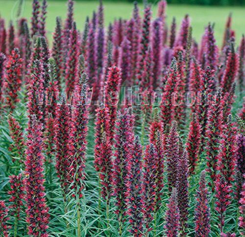 Echium russicum | Bruckeveld