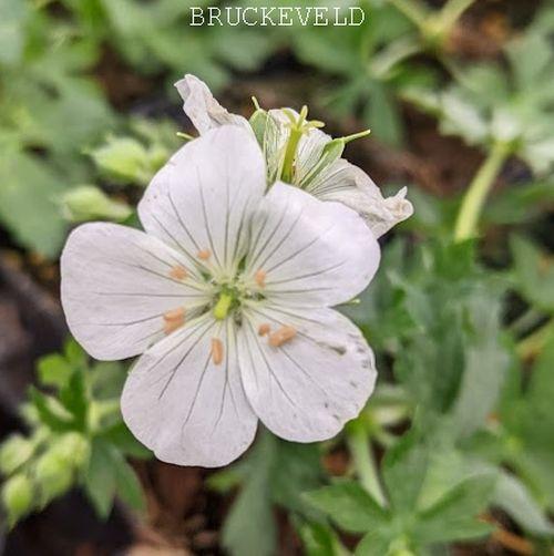 Geranium maculatum 'Album' | Bruckeveld