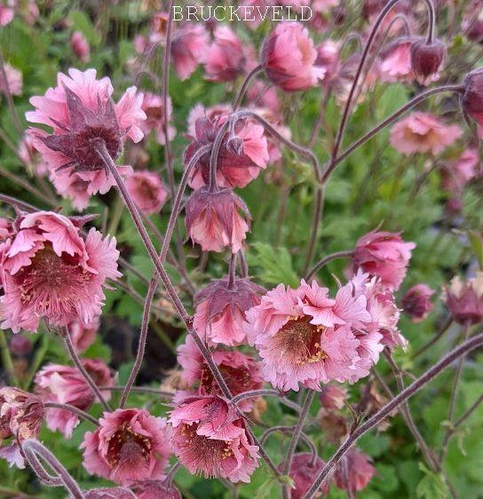 Geum 'Pink Fluffy' | Bruckeveld