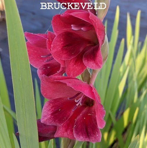 Gladiolus papilio 'Ruby' | Bruckeveld
