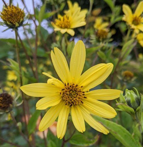 Helianthus 'Lemon Queen' | Bruckeveld